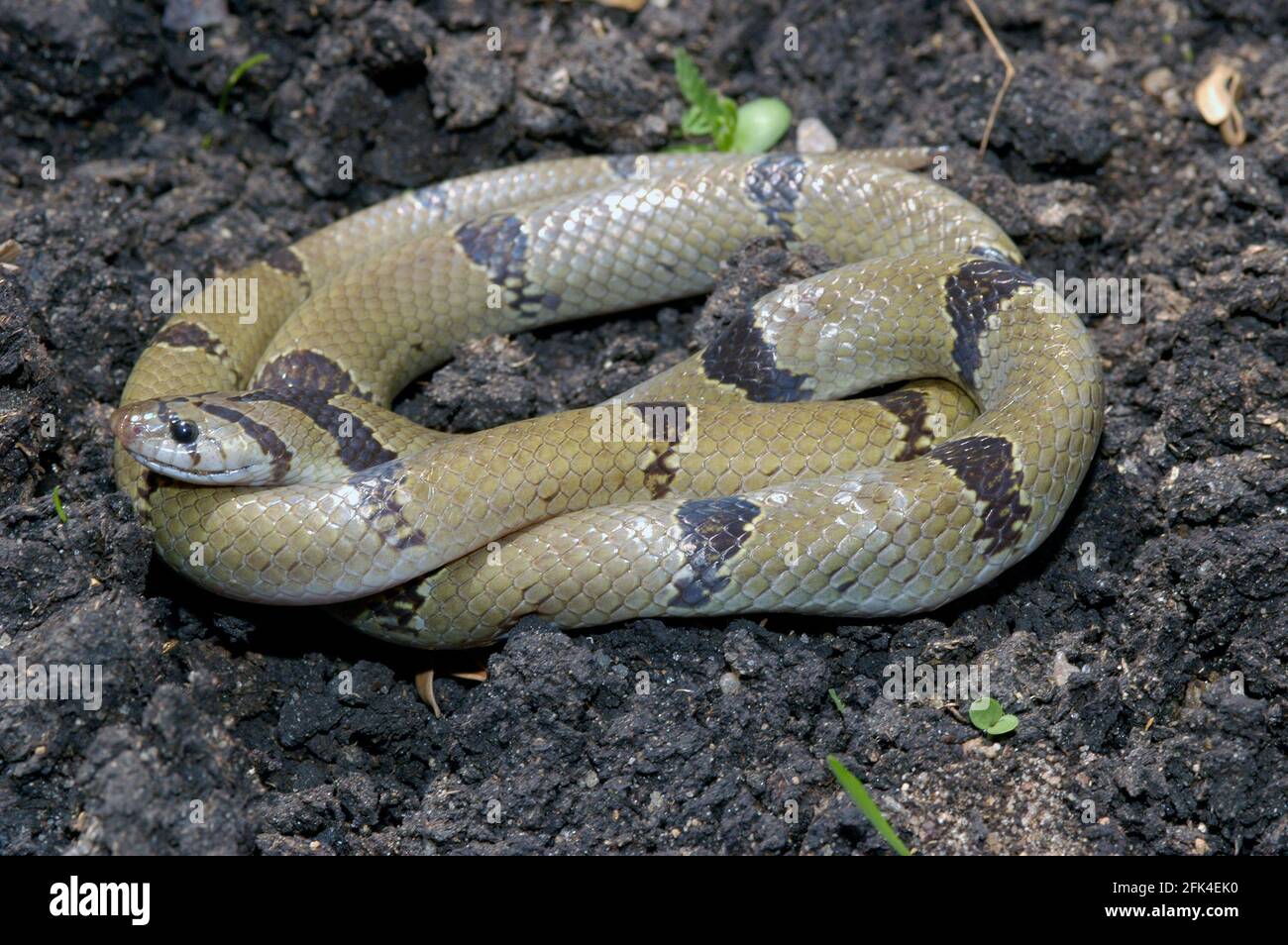 Kukri snake hi-res stock photography and images - Alamy