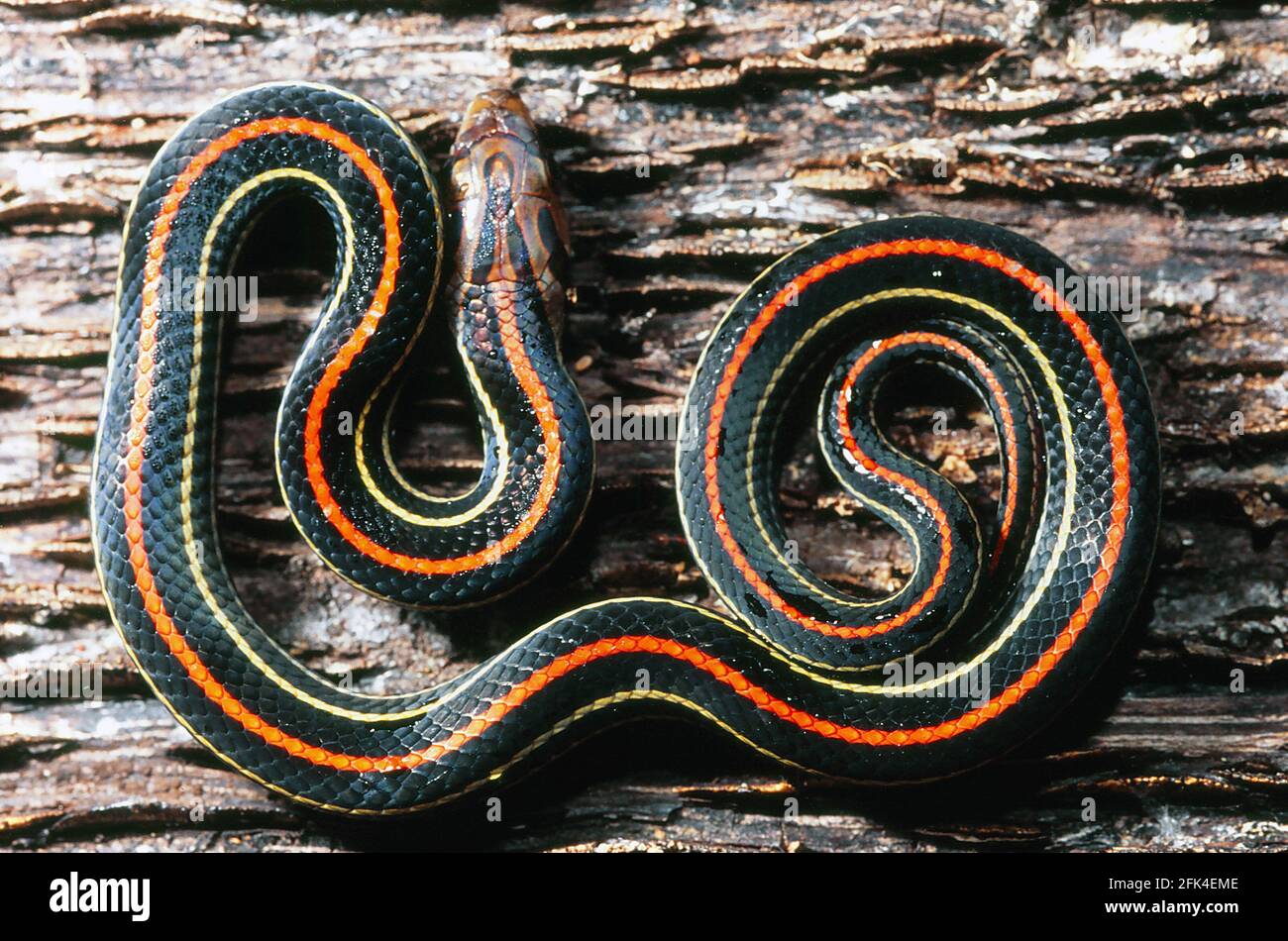 Eight-lined Kukri Snake Stock Photo - Alamy