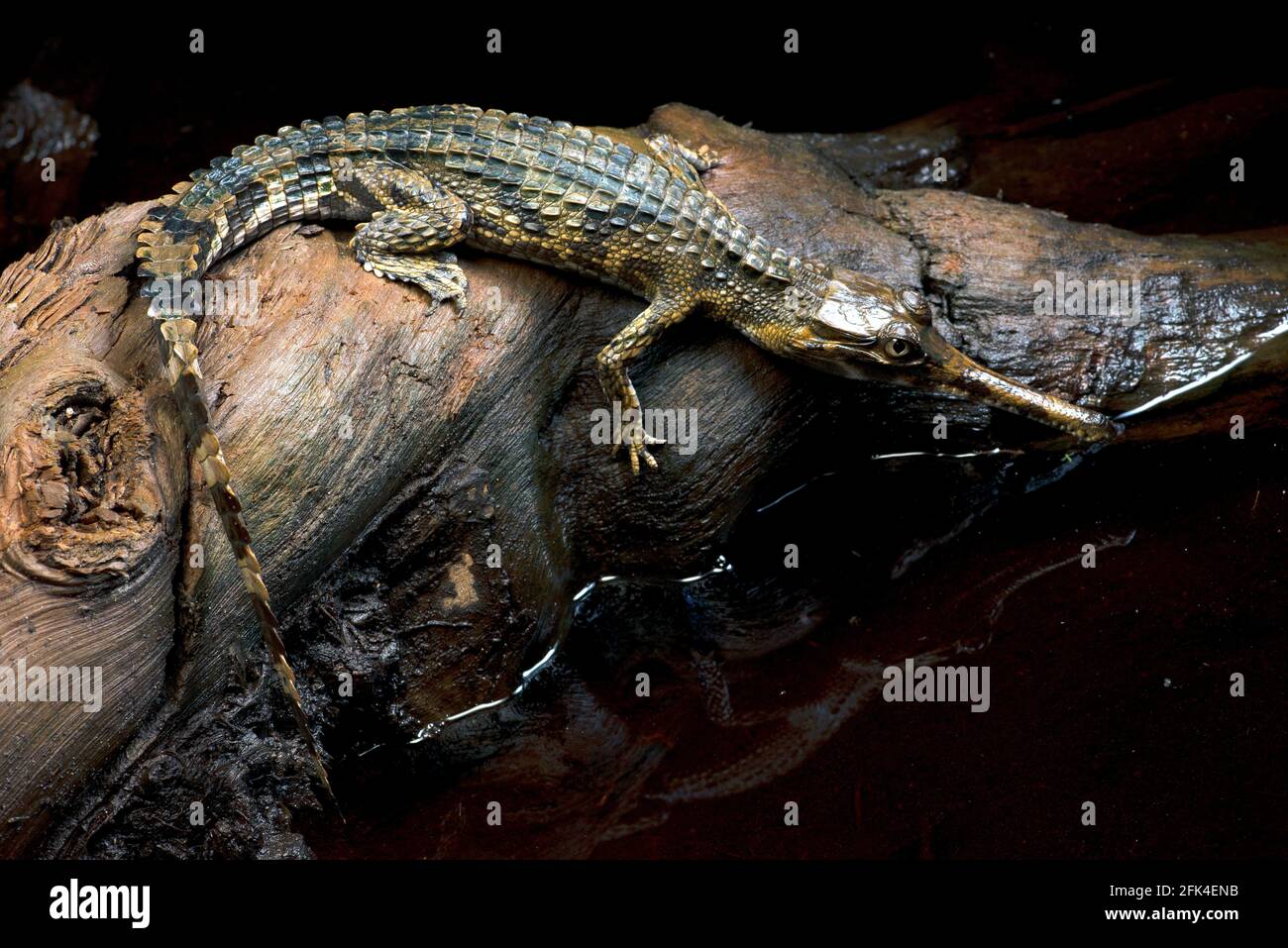 Malayan False Gharial Stock Photo - Alamy