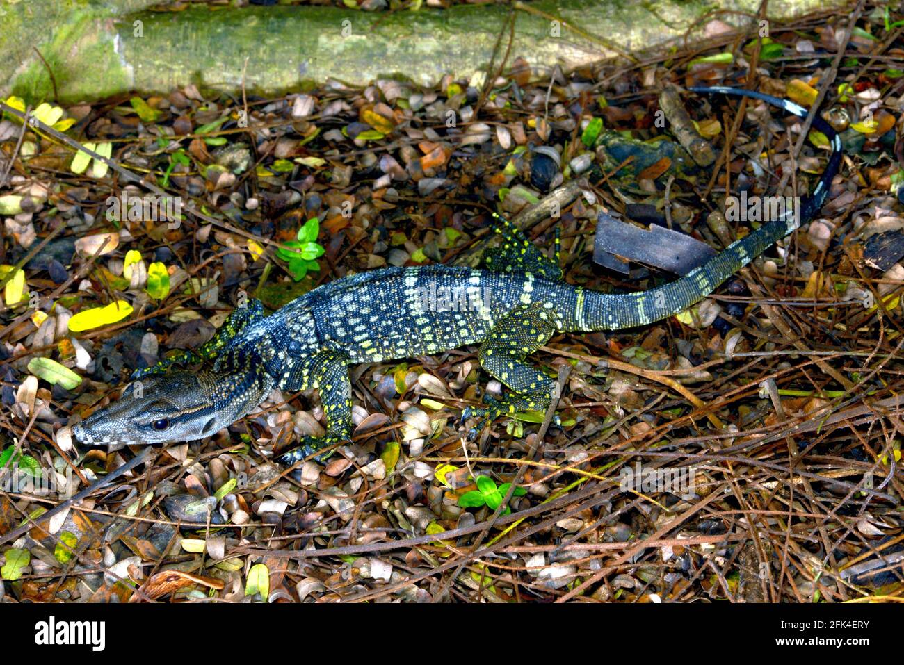 Rough necked hi-res stock photography and images - Alamy
