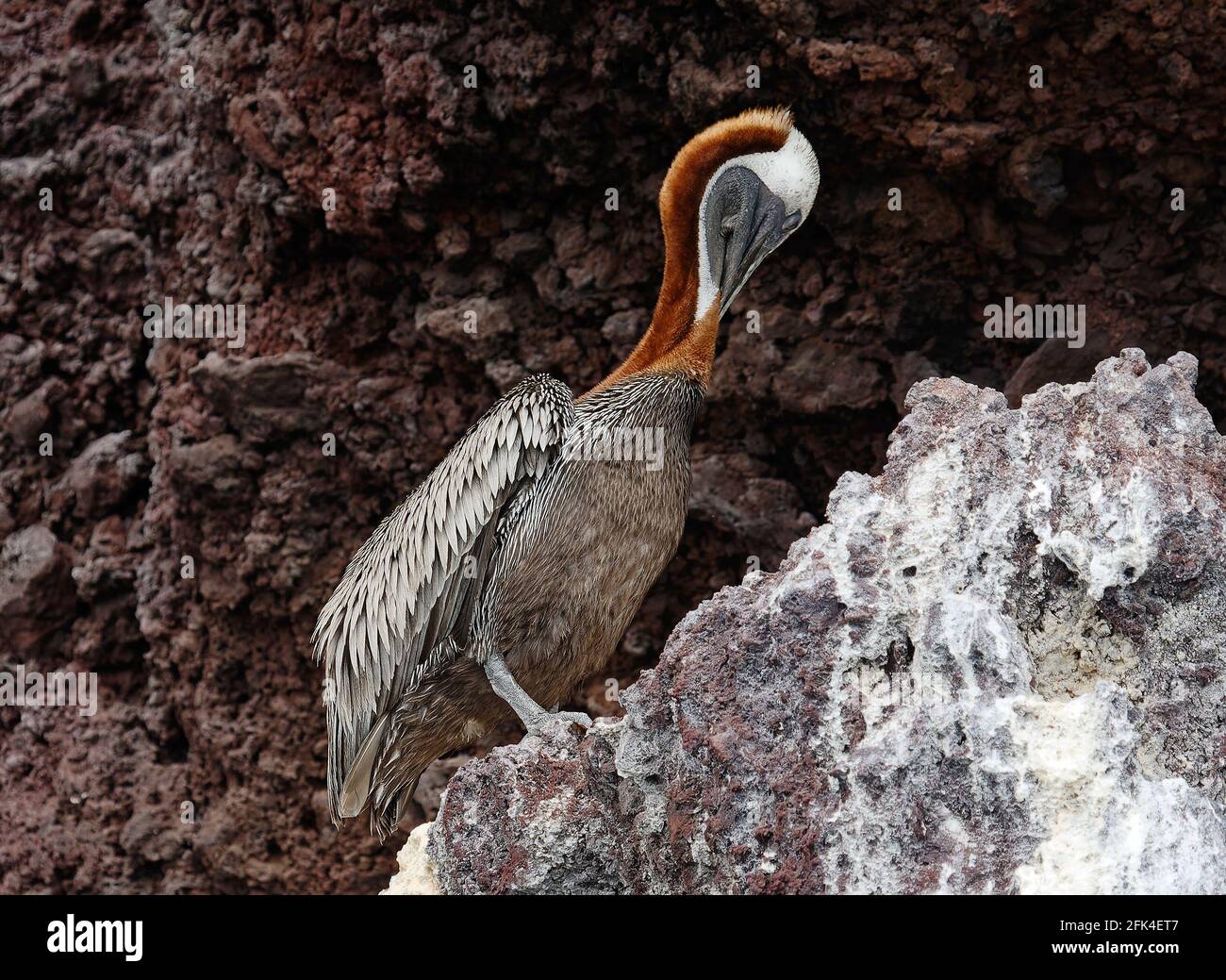 Brown Pelican grooming, large marine bird, wildlife, animal, rust color ...