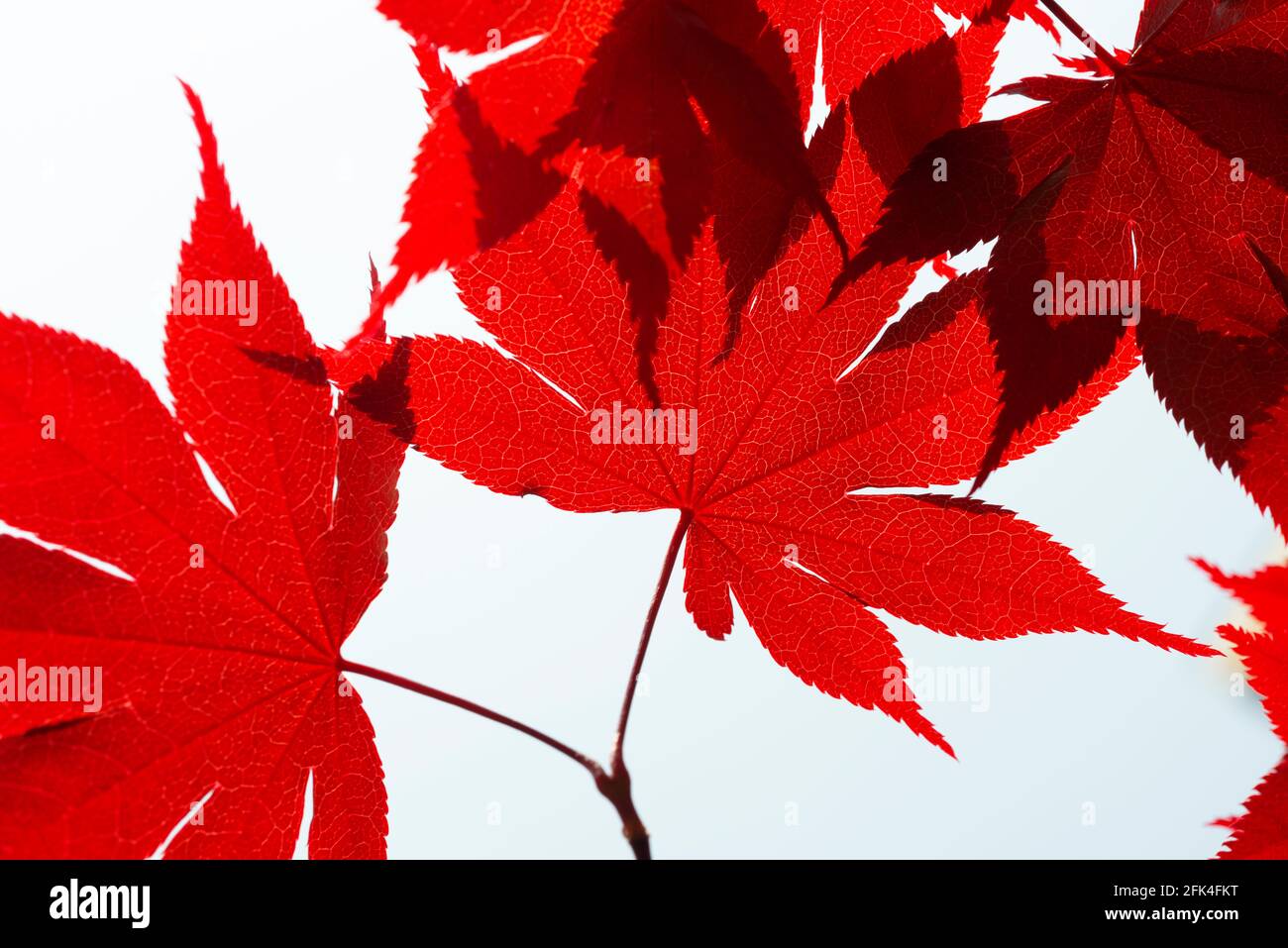 Red leaves japanese maple in hi-res stock photography and images - Alamy