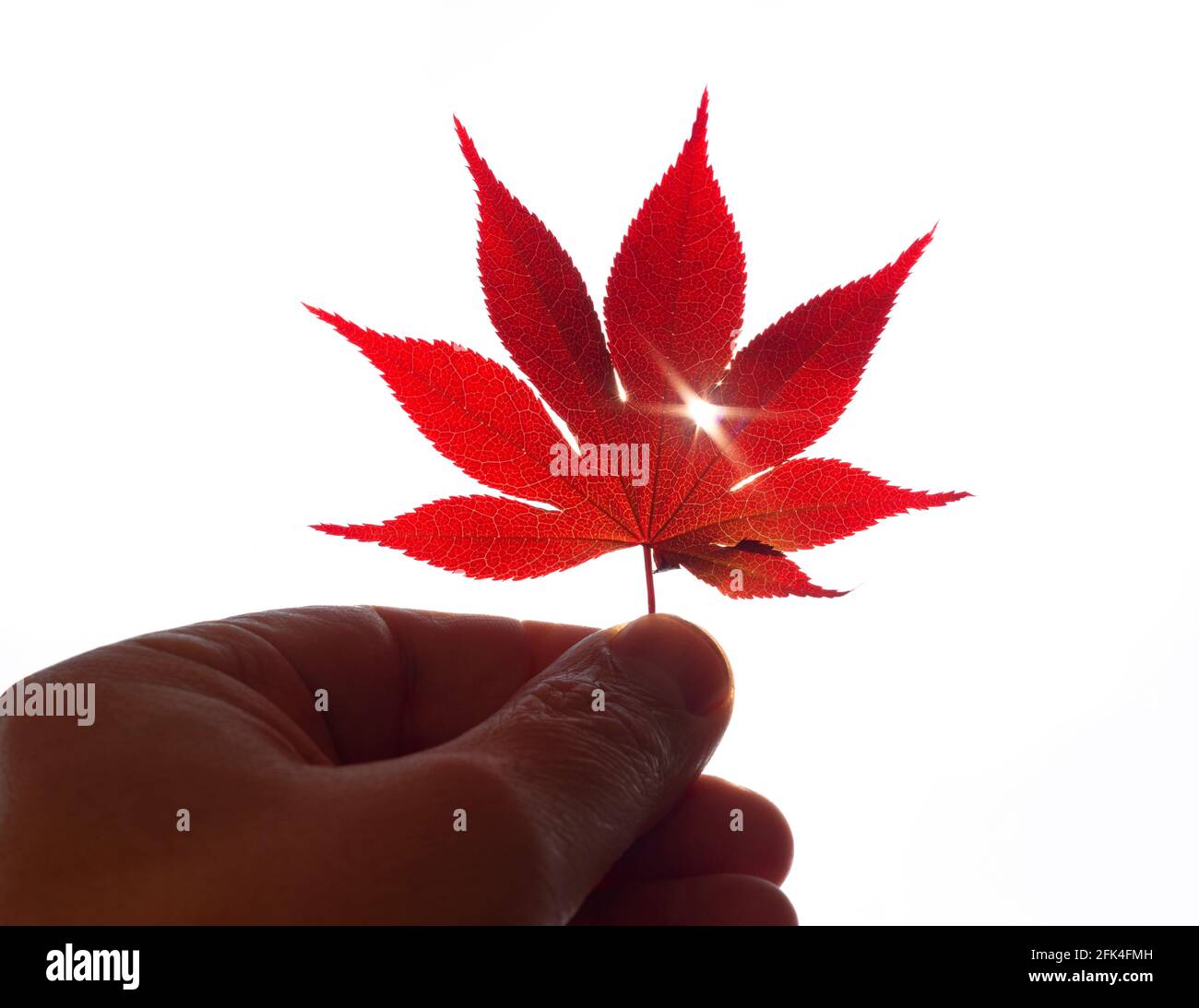Man Holding Red Japanese Maple Leaf Stock Photo - Alamy