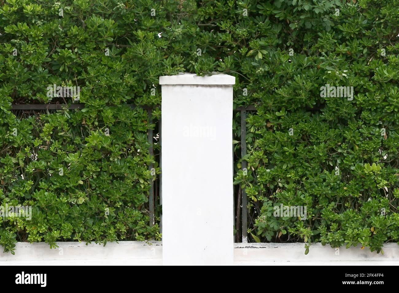 Green grass seamless fence hi-res stock photography and images - Alamy