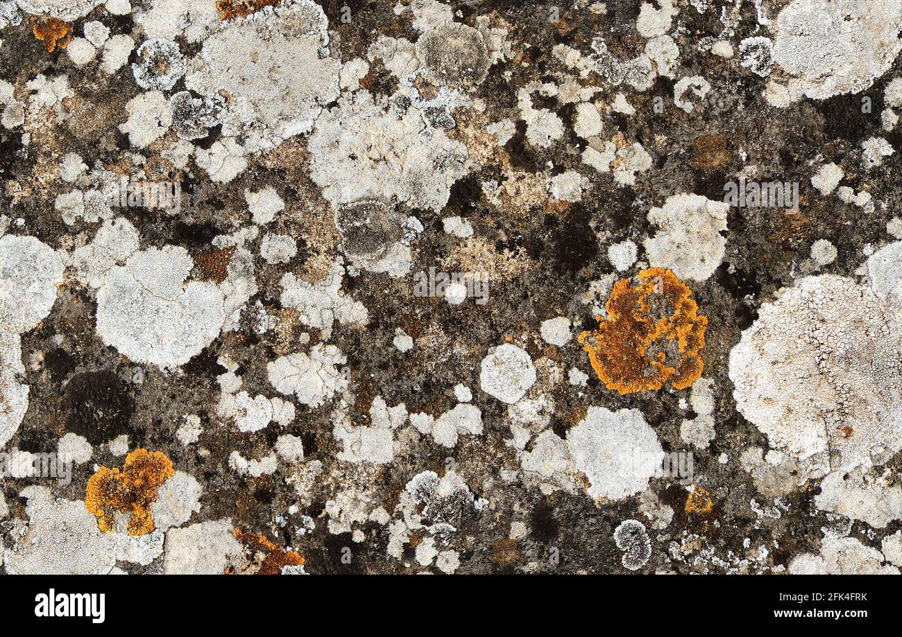 Gray mold spot hi-res stock photography and images - Alamy
