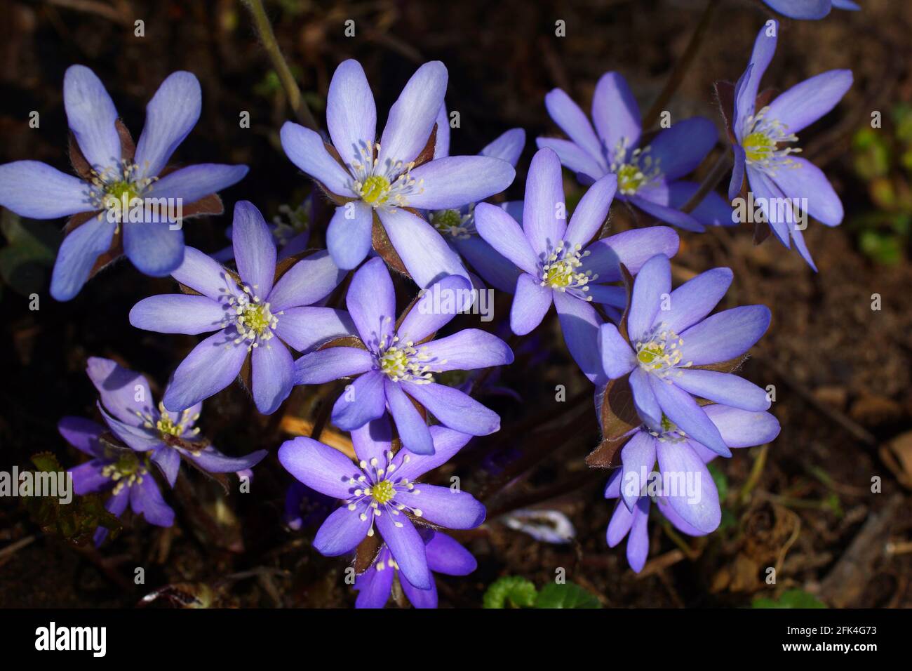 Garden hepatics Anemone hepatica (common hepatica, liverwort ...