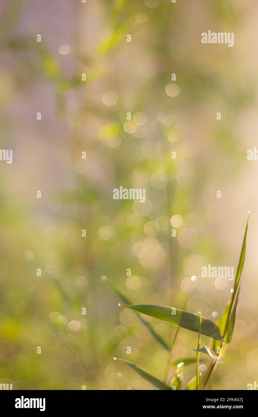 Blurred bokeh style background hi-res stock photography and images - Alamy
