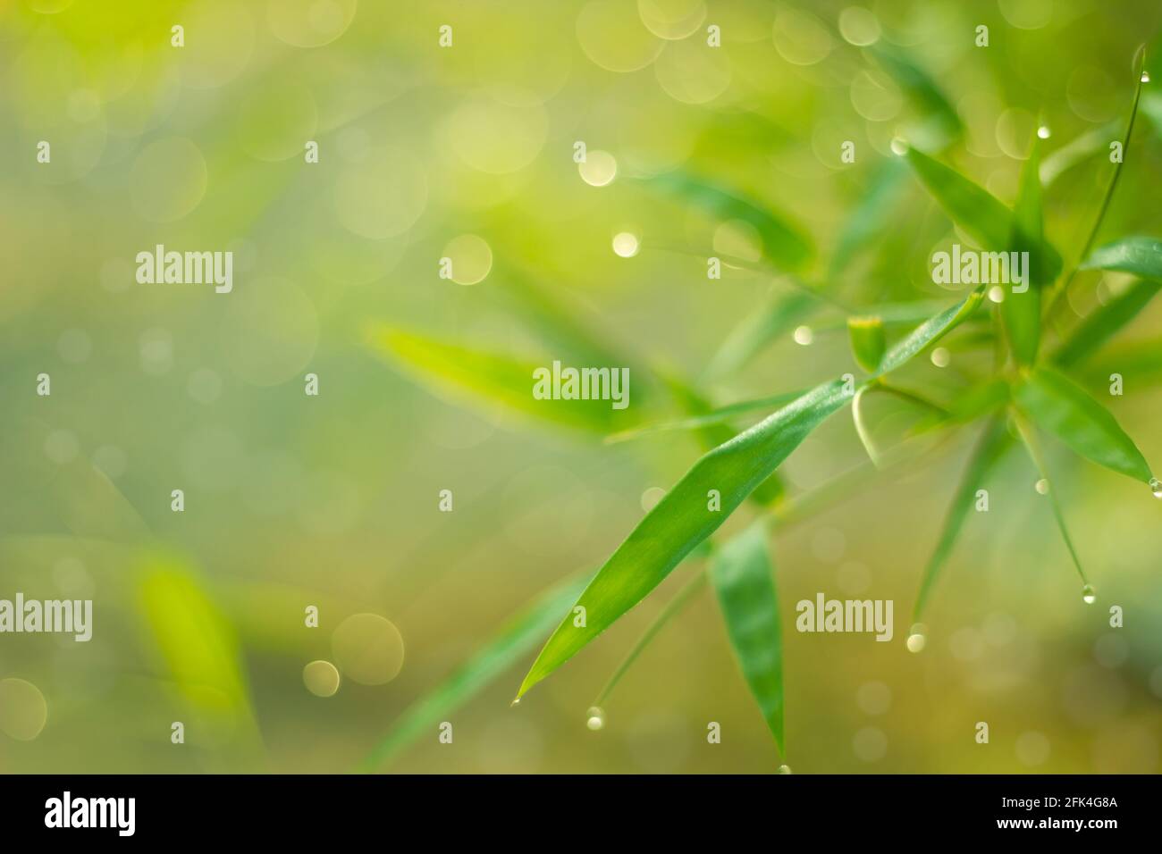 Defocused Bokeh, twinkling lights green and yellow blurred bokeh ...