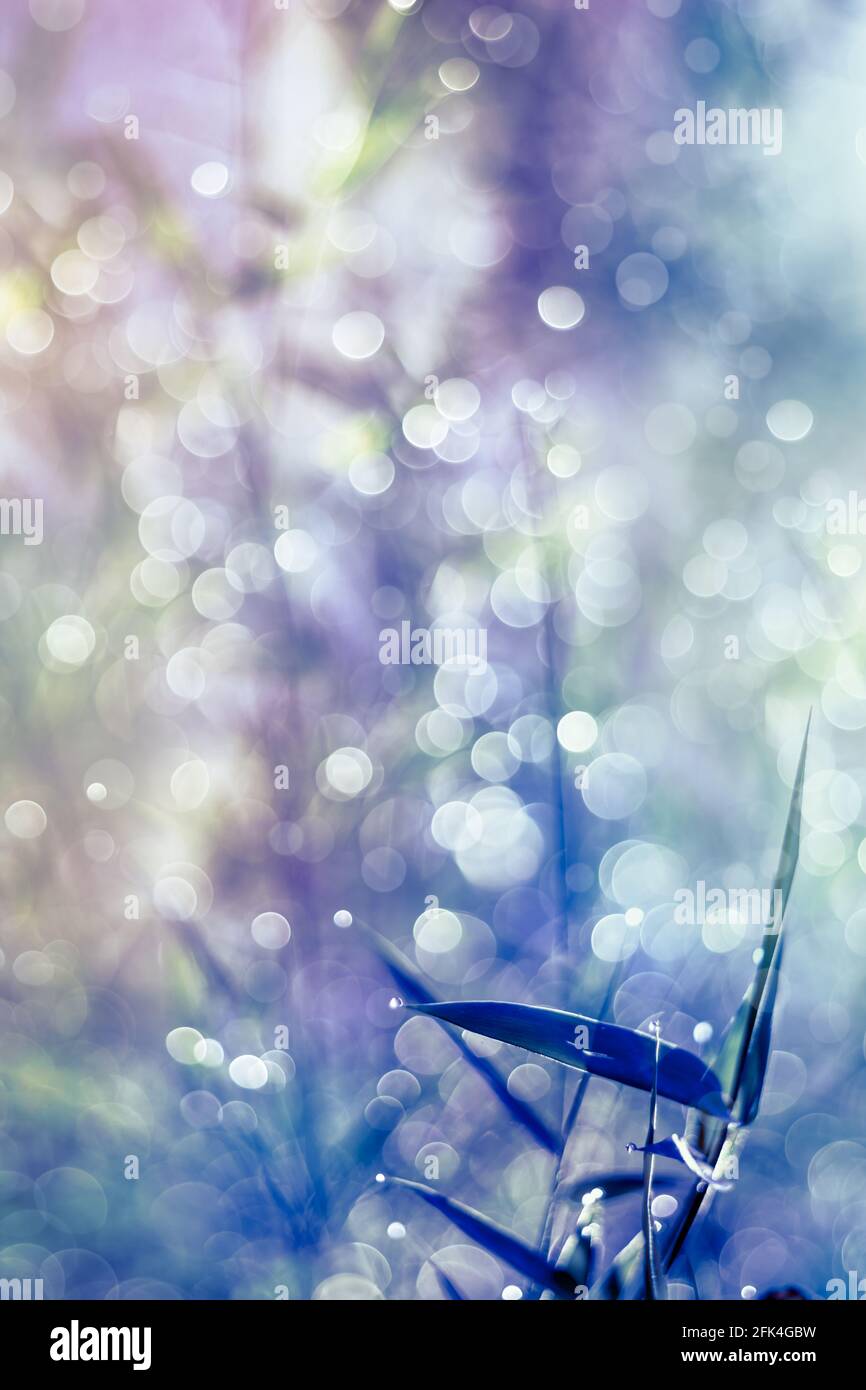 Defocused Bokeh, twinkling lights vivid color blurred bokeh spring from ...