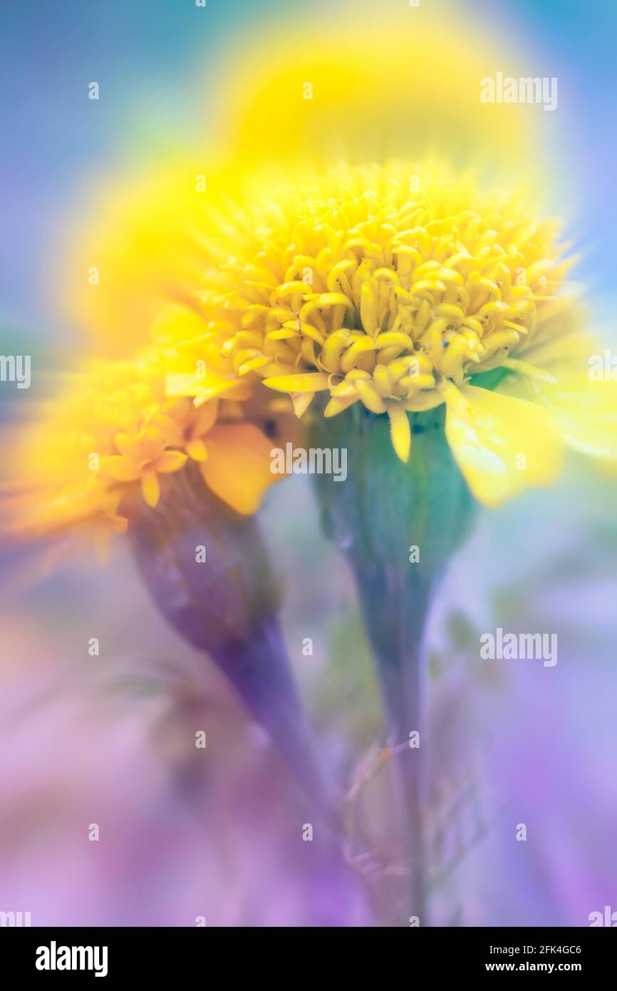 Close up of marigold with shallow depth of field. Beautiful yellow ...