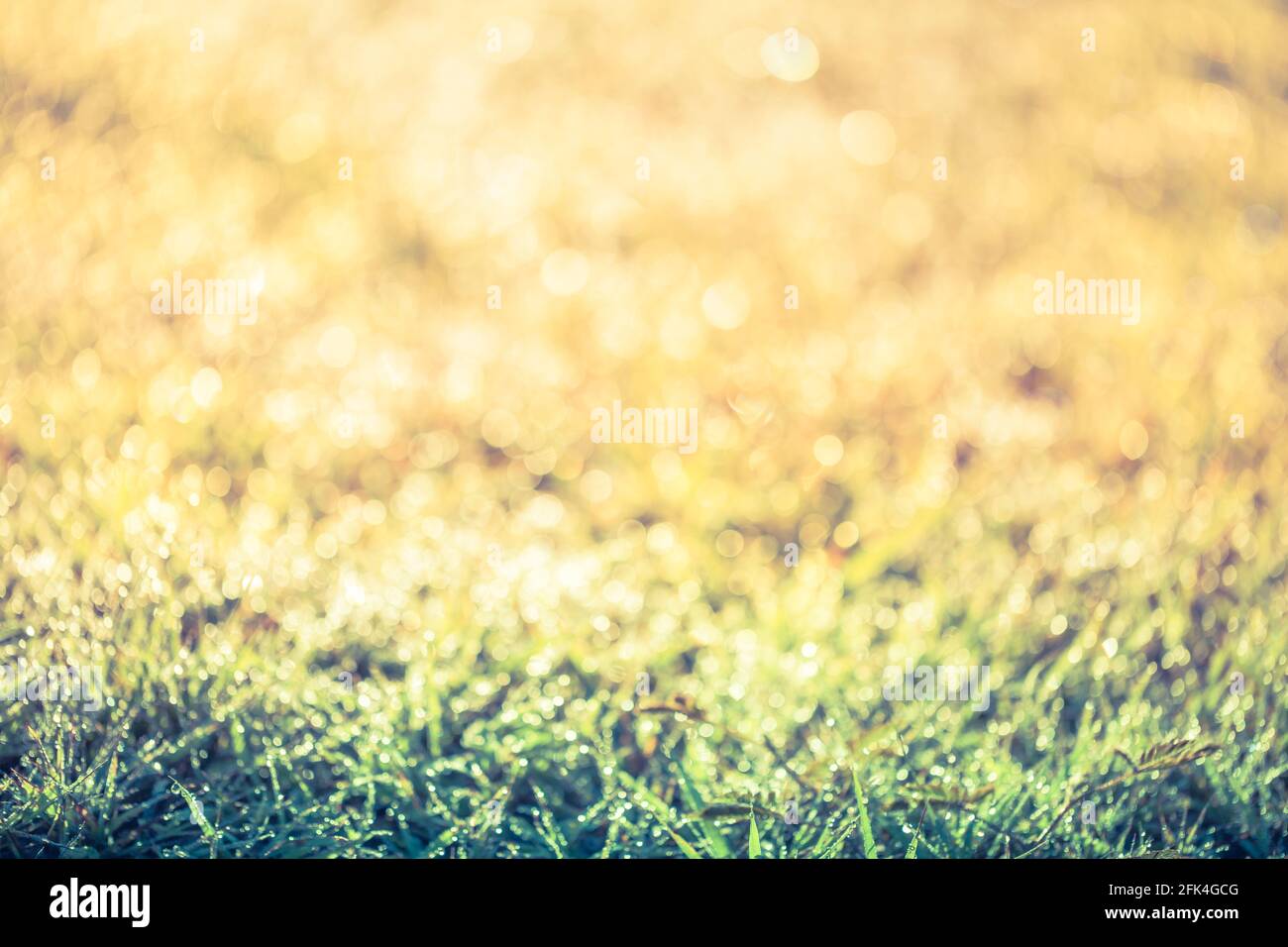 Abstract natural background. Fresh spring grass with dewdrops on grass ...