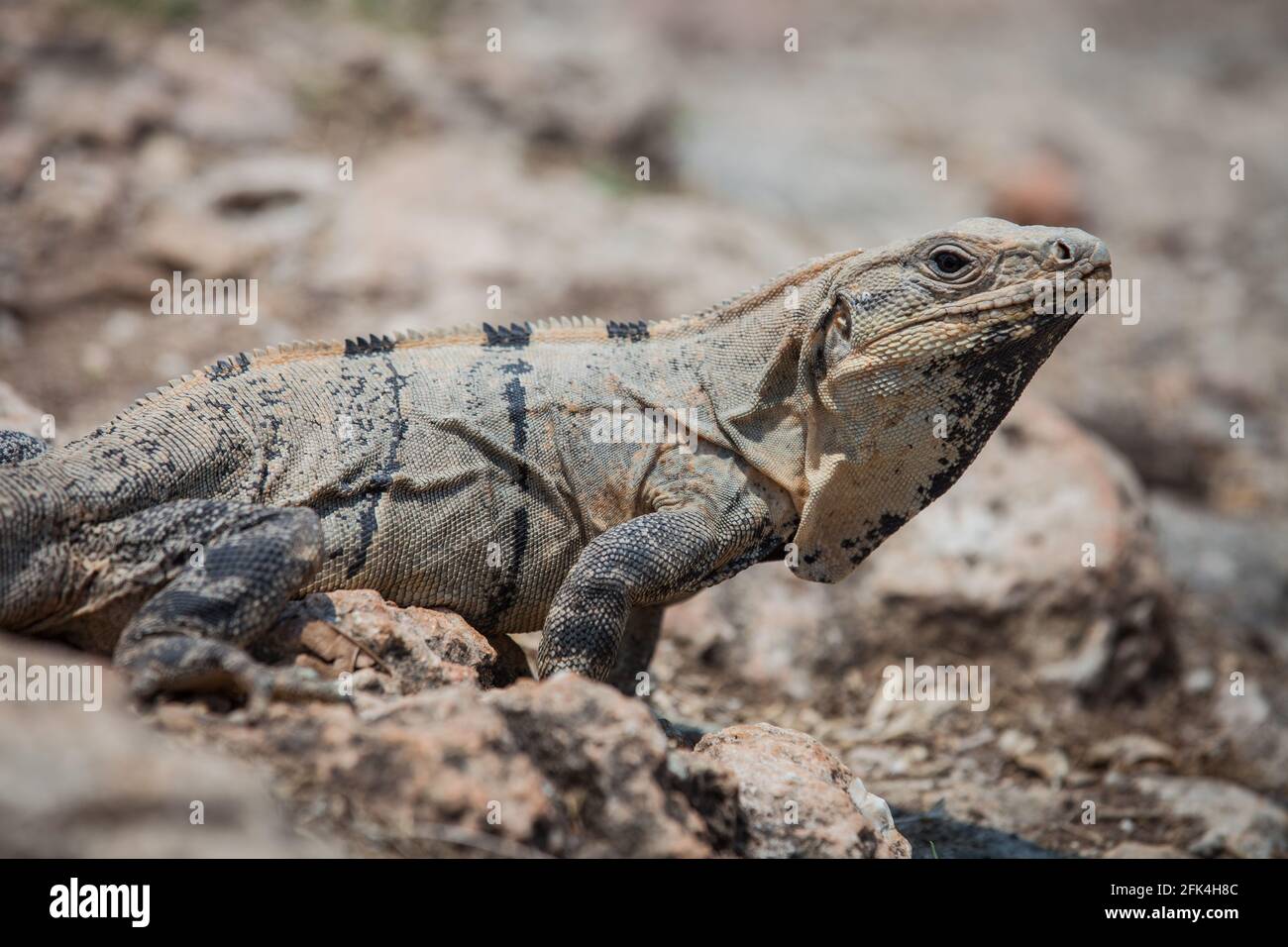 Iguanas tulum beach hi-res stock photography and images - Alamy