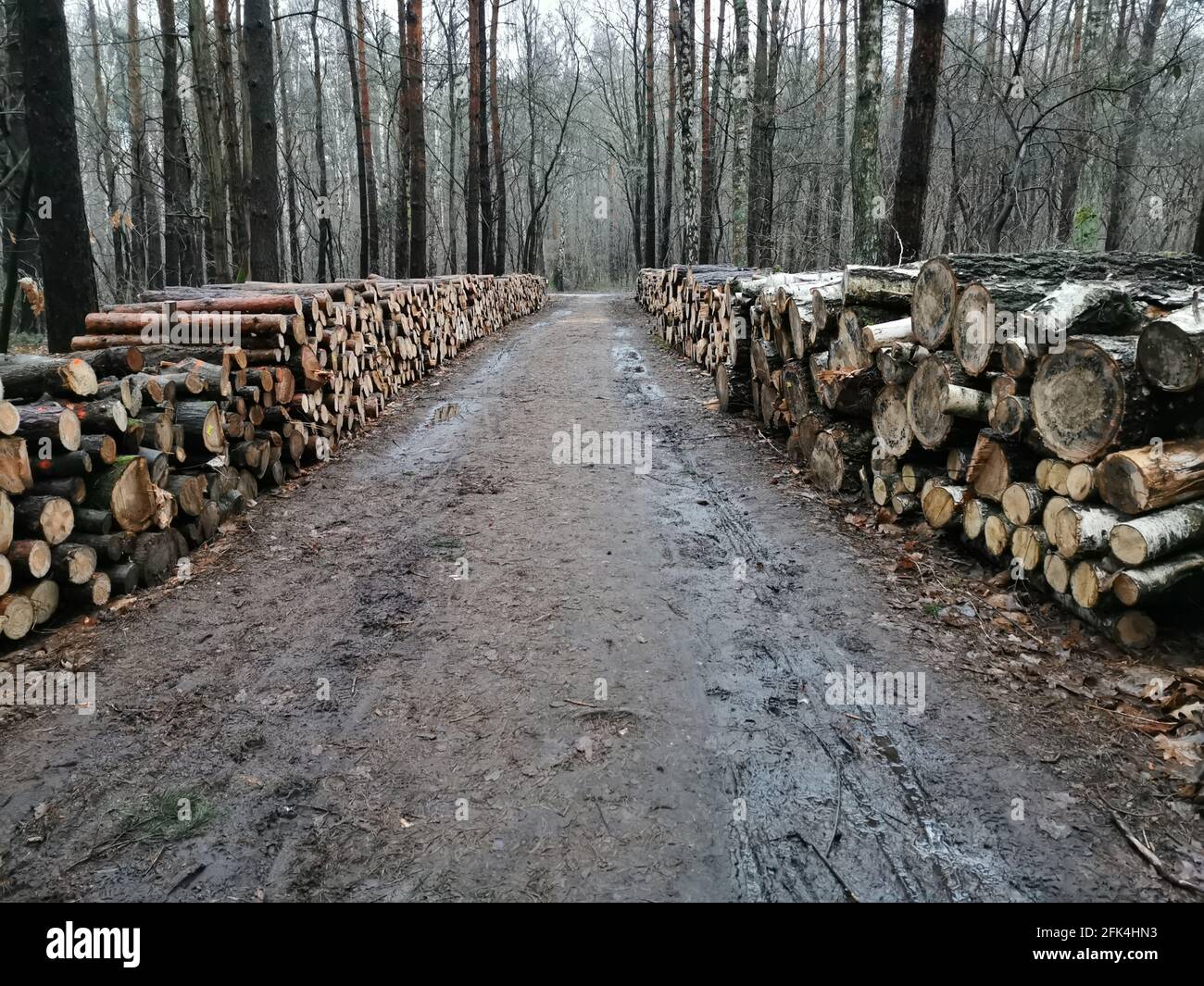 Bemowo Forest. The green part of Warsaw Stock Photo - Alamy