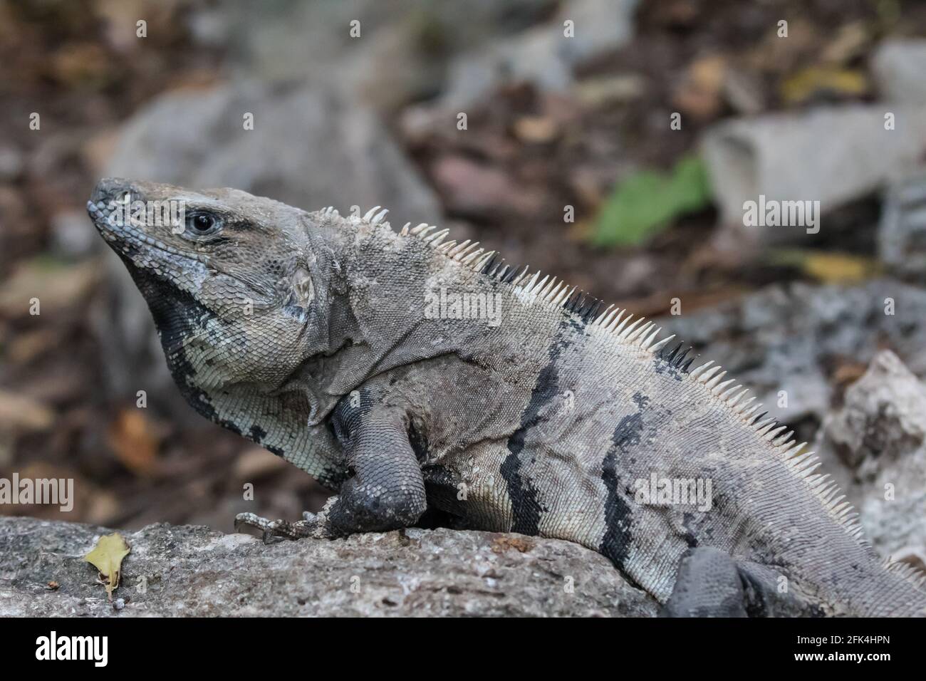 Day Of The Iguana