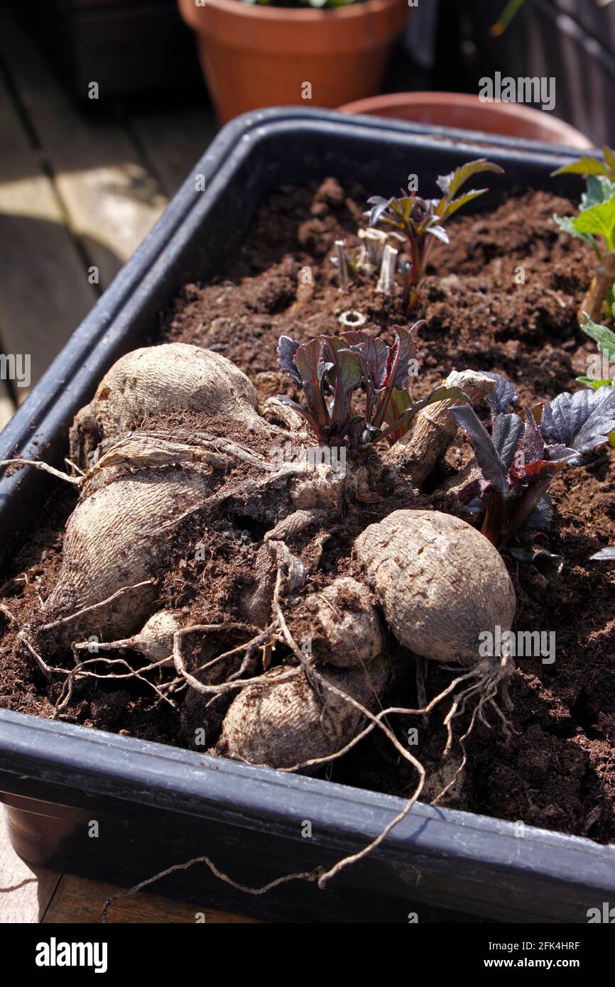 Tubers plants hi-res stock photography and images - Alamy
