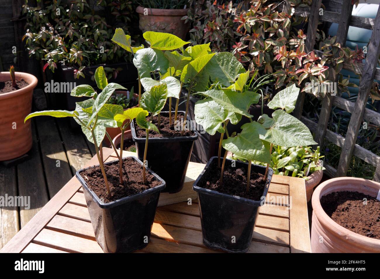 Young bean plant pot hi-res stock photography and images - Alamy