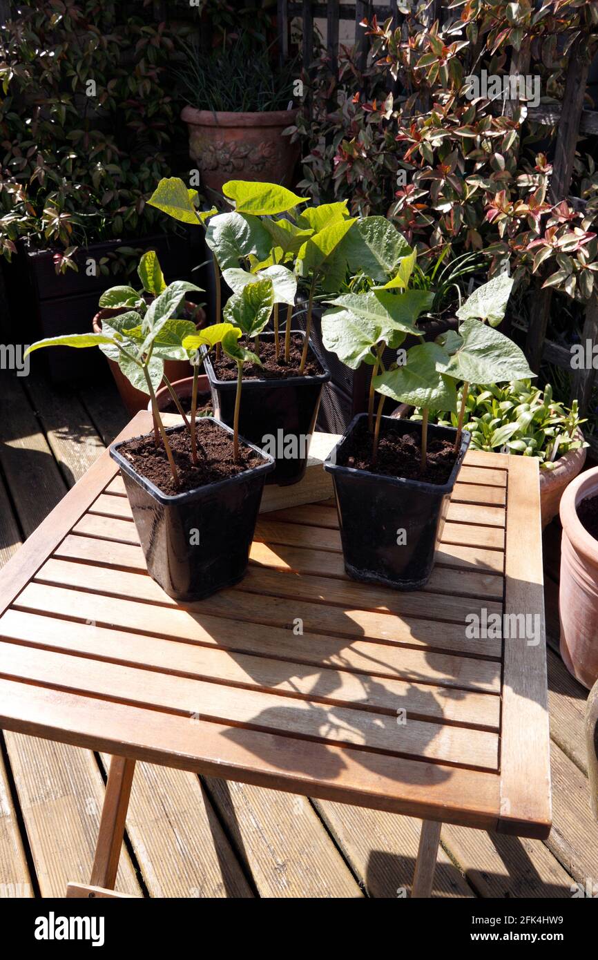 Young bean plant pot hi-res stock photography and images - Alamy