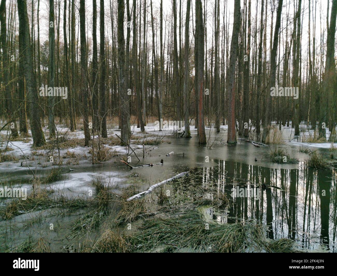 Bemowo Forest. The green part of Warsaw Stock Photo - Alamy