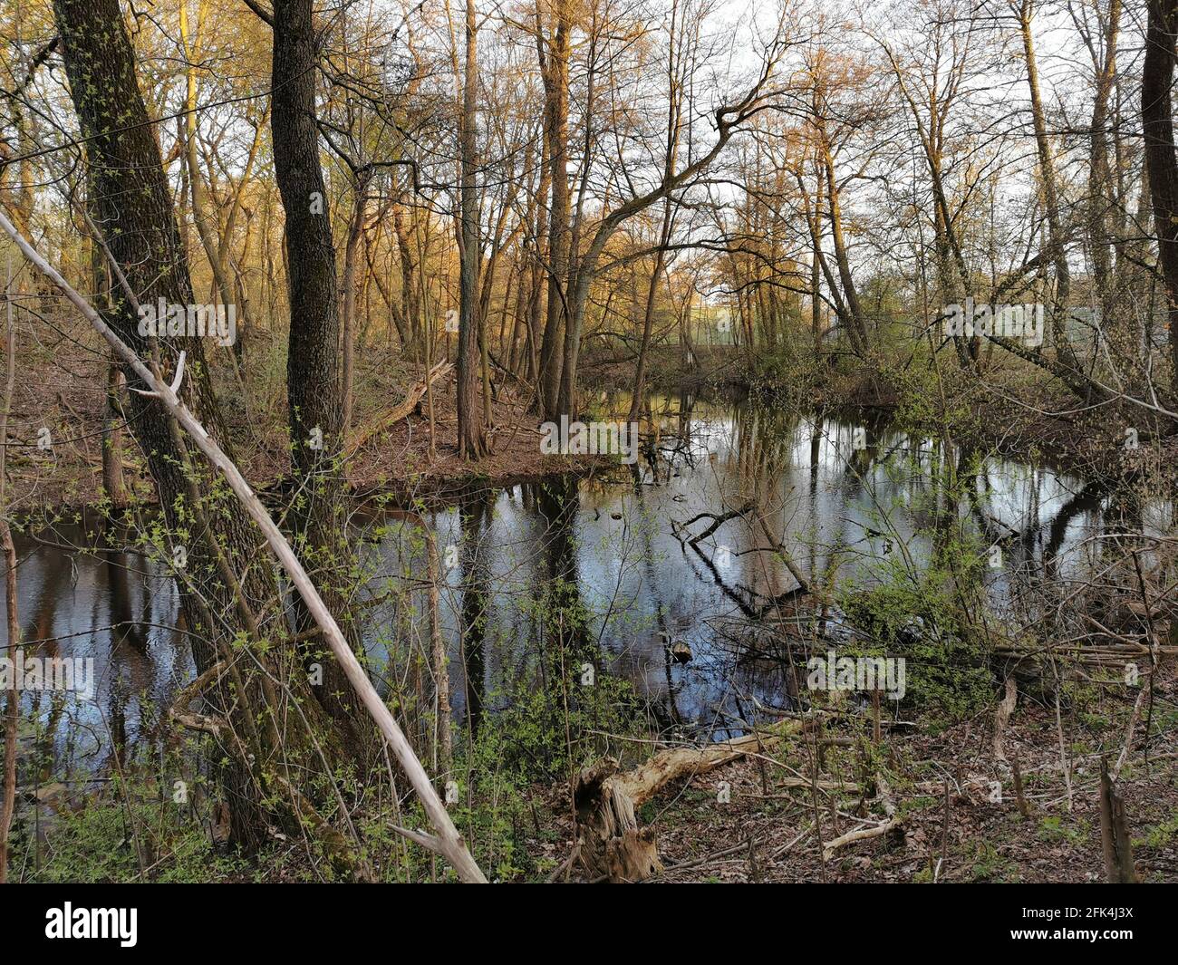 Bemowo Forest. The green part of Warsaw Stock Photo - Alamy