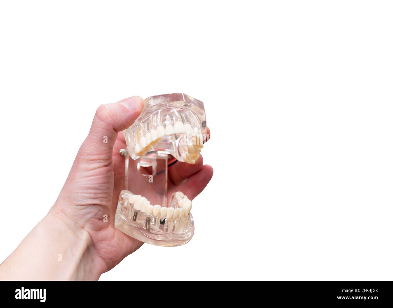 Mock up jaw with teeth holds in hand on white background Stock Photo ...