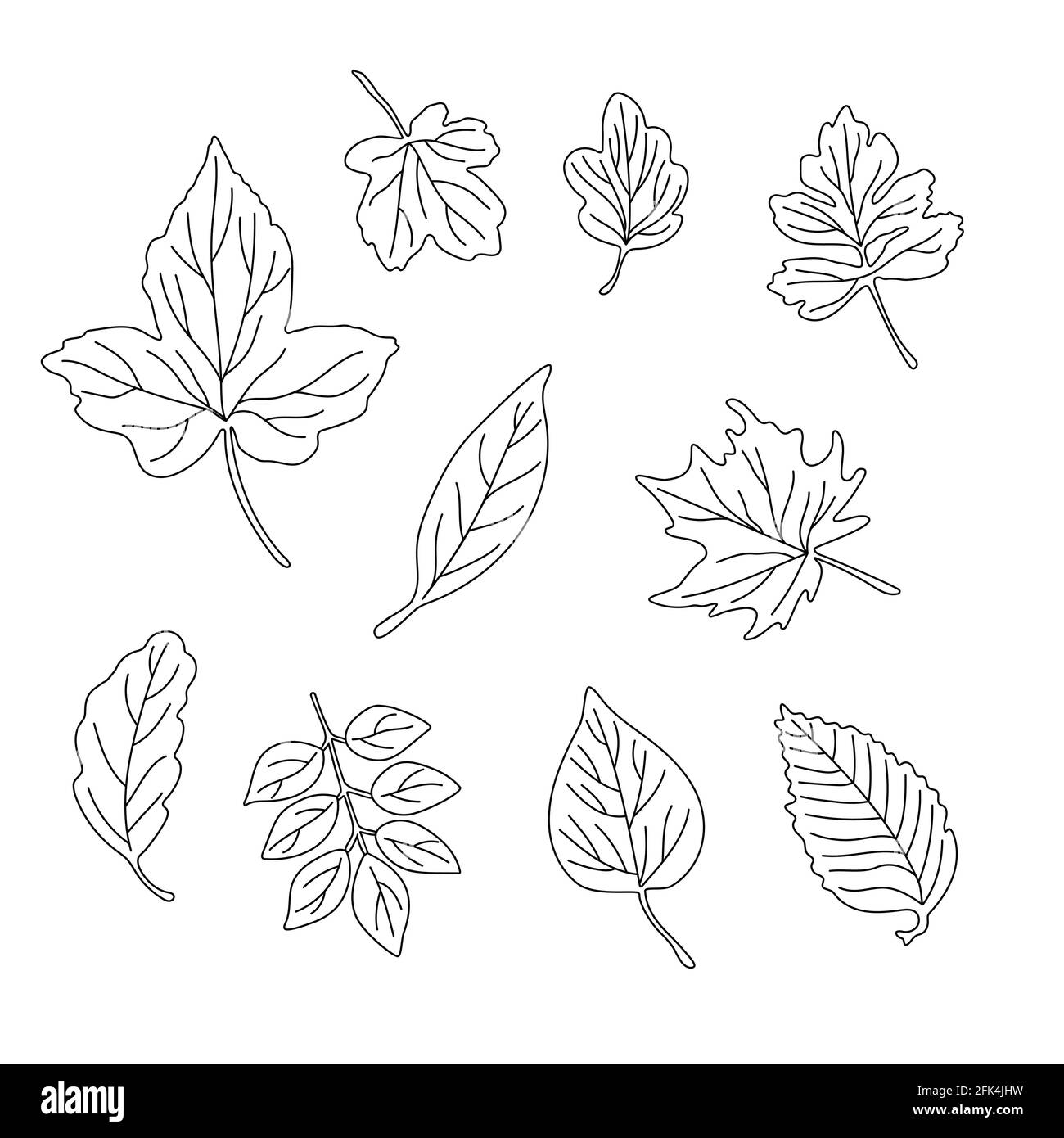 Simple Leaf Line Drawing