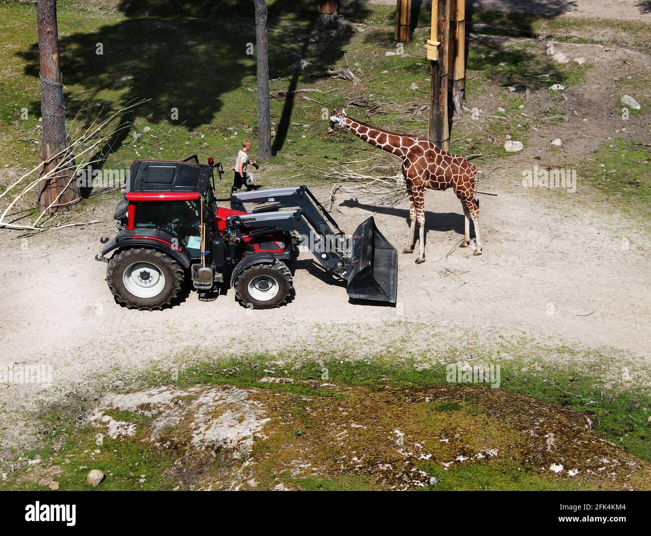 A curious giraffe meets a vet with a tractor on the "Savannah" at ...