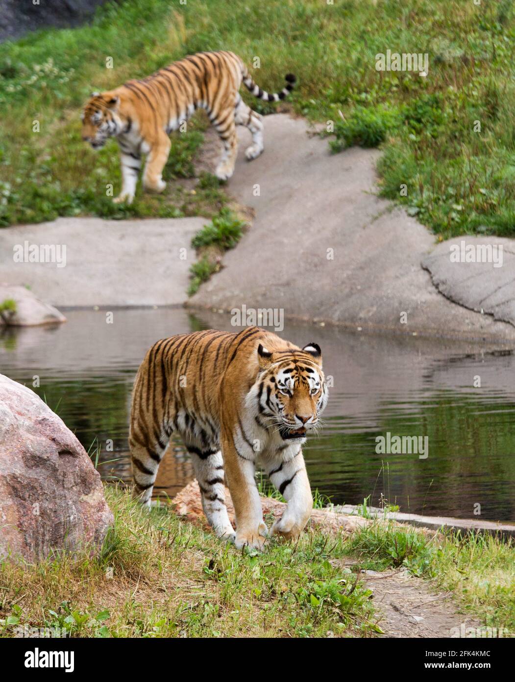 Swedish tiger hi-res stock photography and images - Alamy