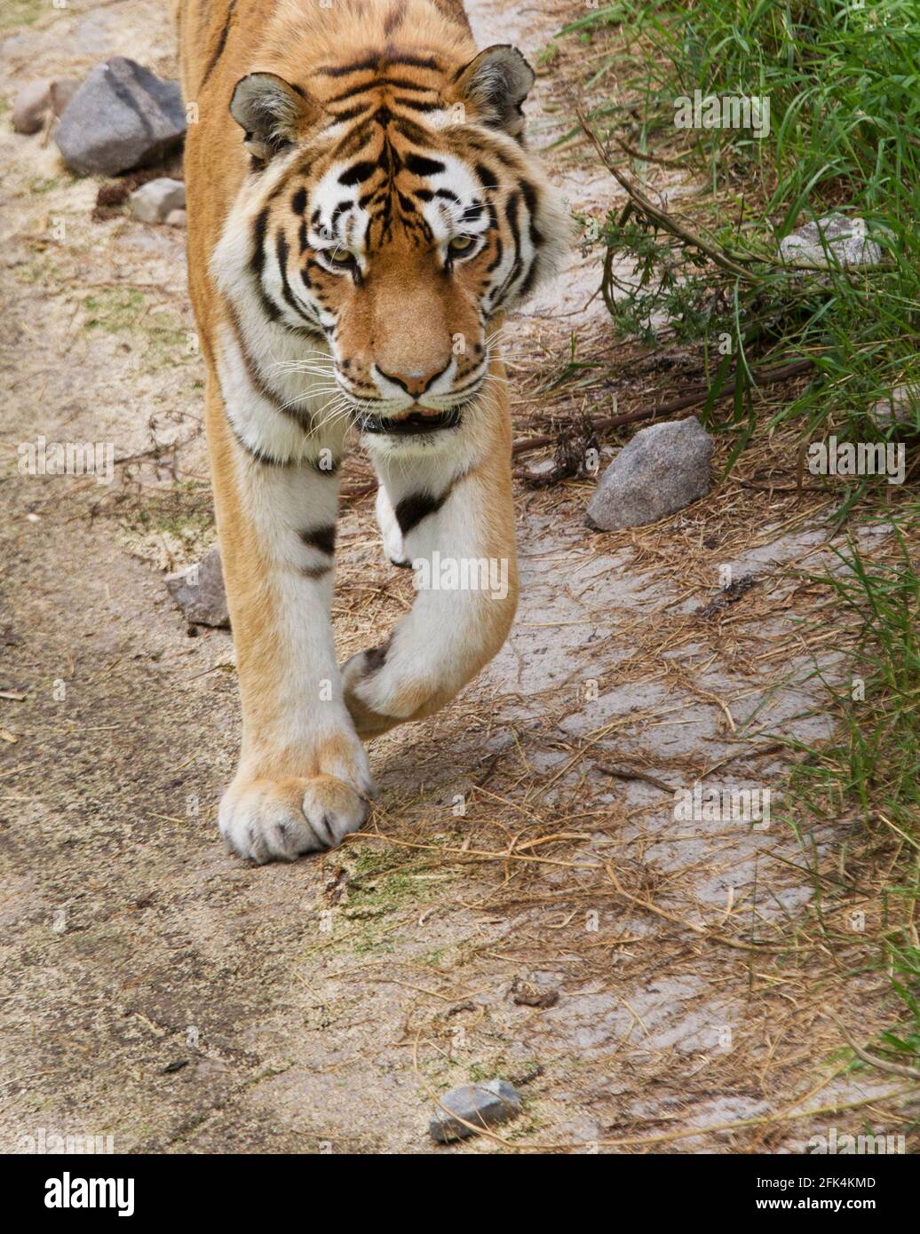 Swedish tiger hi-res stock photography and images - Alamy
