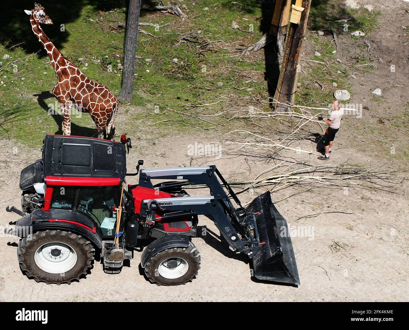A curious giraffe meets a vet with a tractor on the "Savannah" at ...