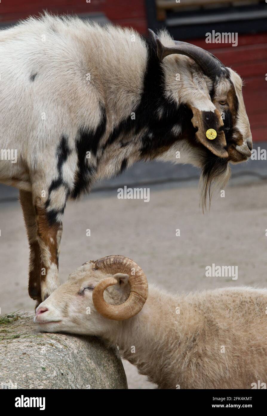 Tired animals at Kolmården zoo Stock Photo - Alamy