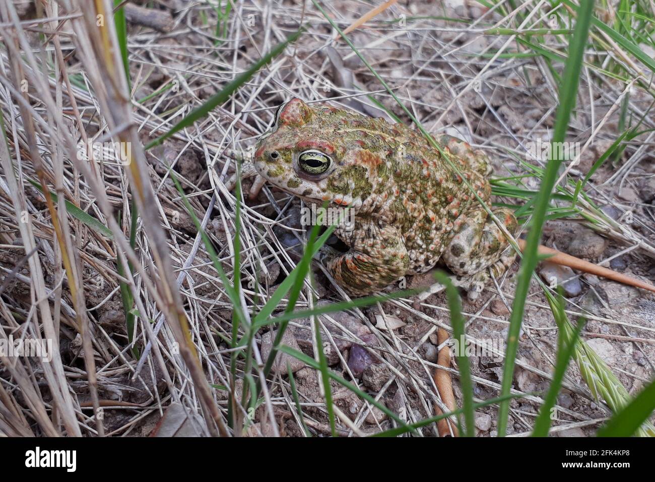 Natterjack toad (Epidalea calamita) on the ground Stock Photo - Alamy