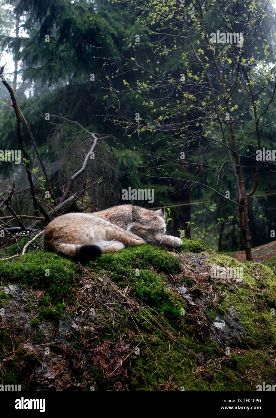 Lynx at Kolmården zoo Stock Photo - Alamy
