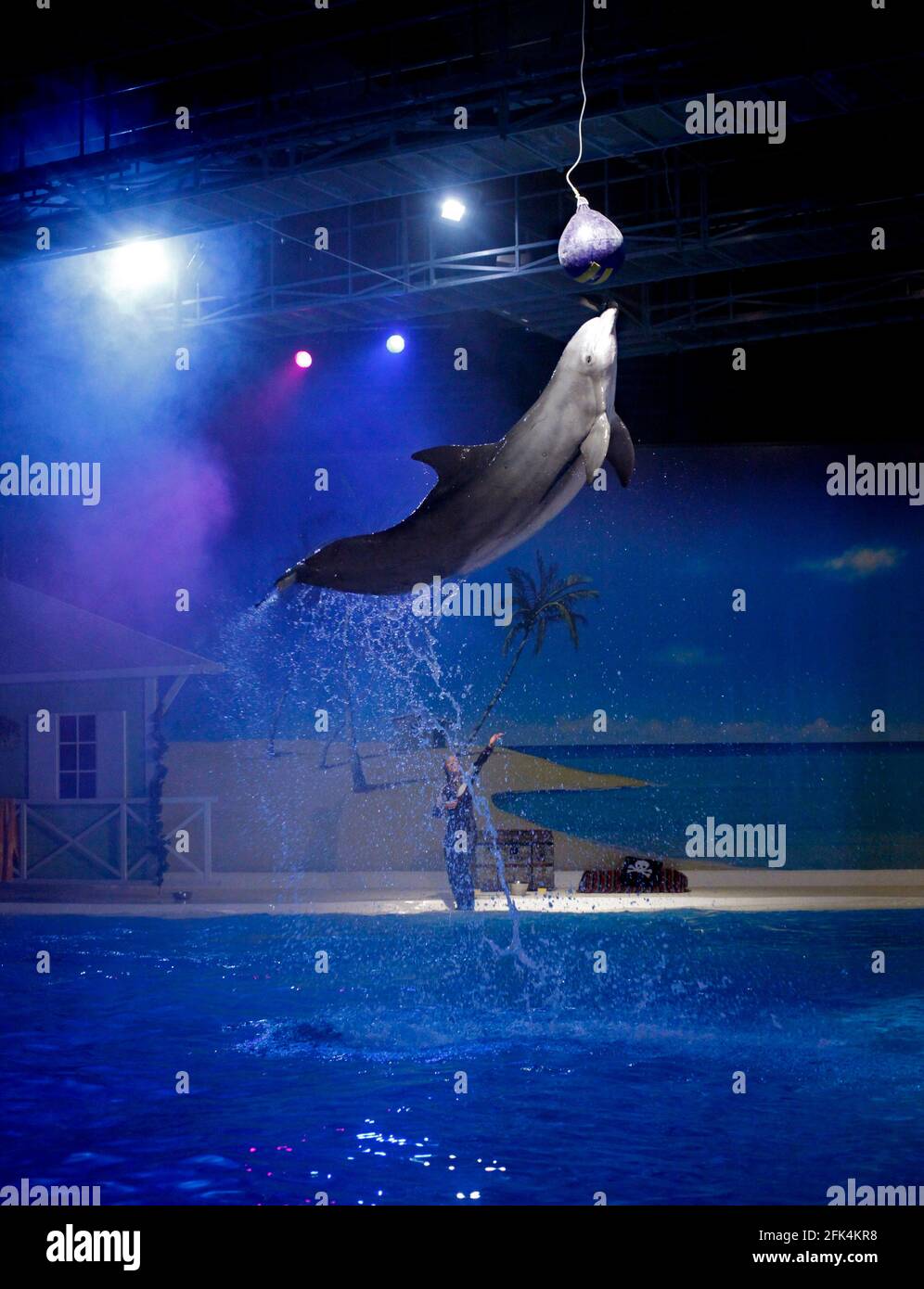 The dolphin show in the dolphinarium at Kolmården Zoo Stock Photo - Alamy