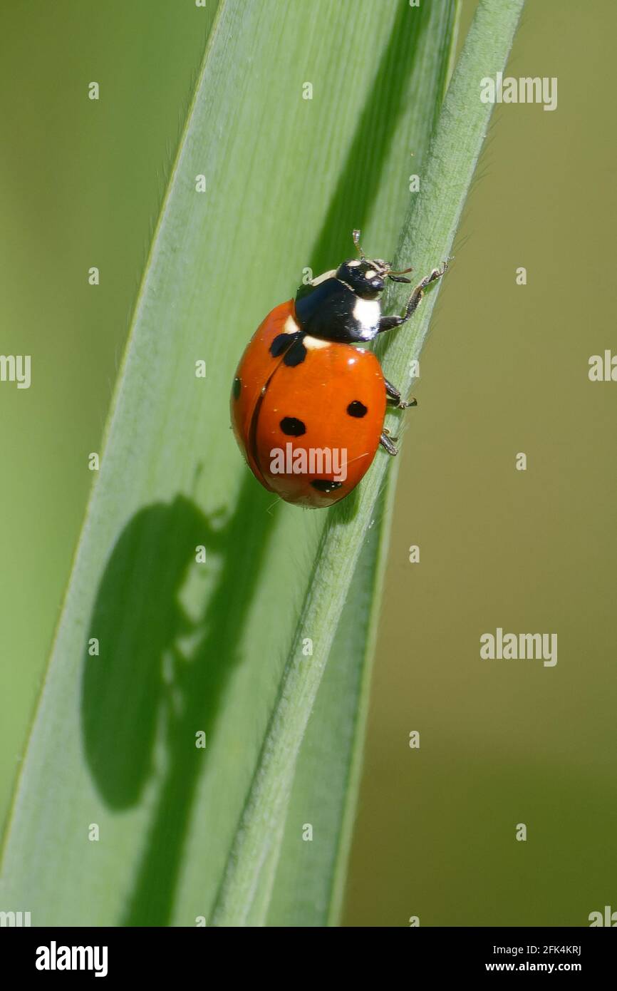 Seven-spotted ladybug (Coccinella septempunctata Stock Photo - Alamy
