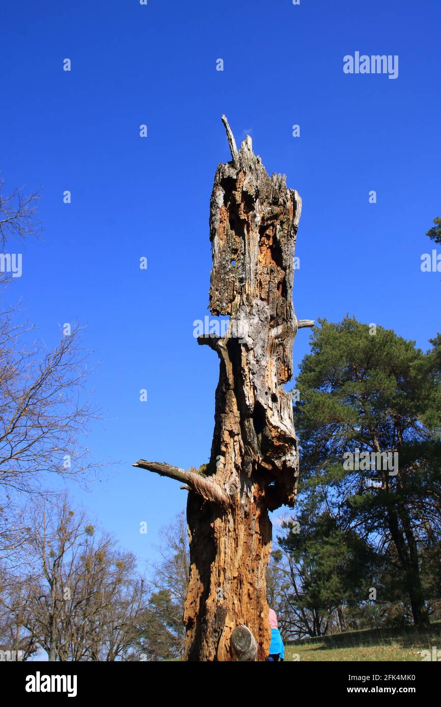 Rotten tree trunk hi-res stock photography and images - Alamy