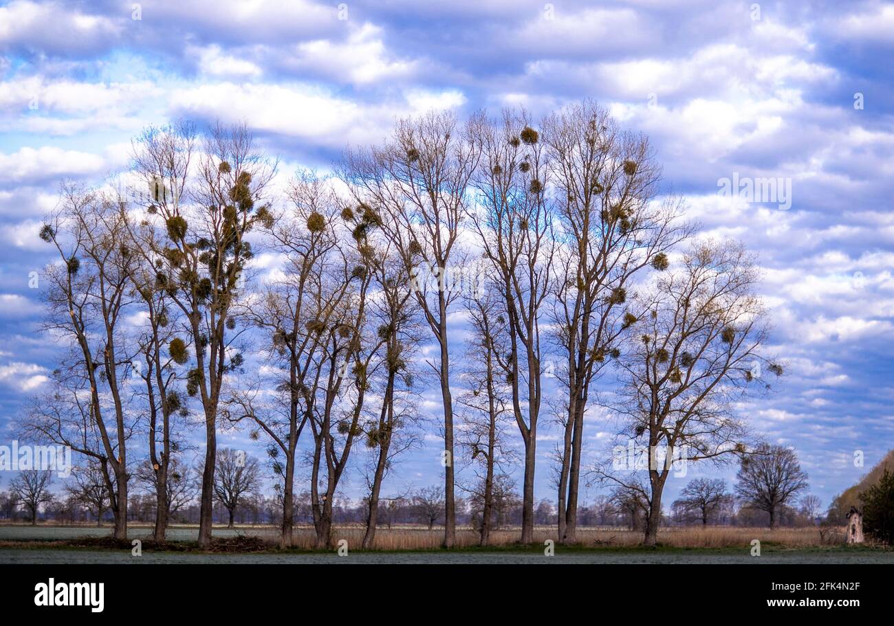 Friedrichsmoor, Germany. 26th Apr, 2021. Mistletoe growing in the ...
