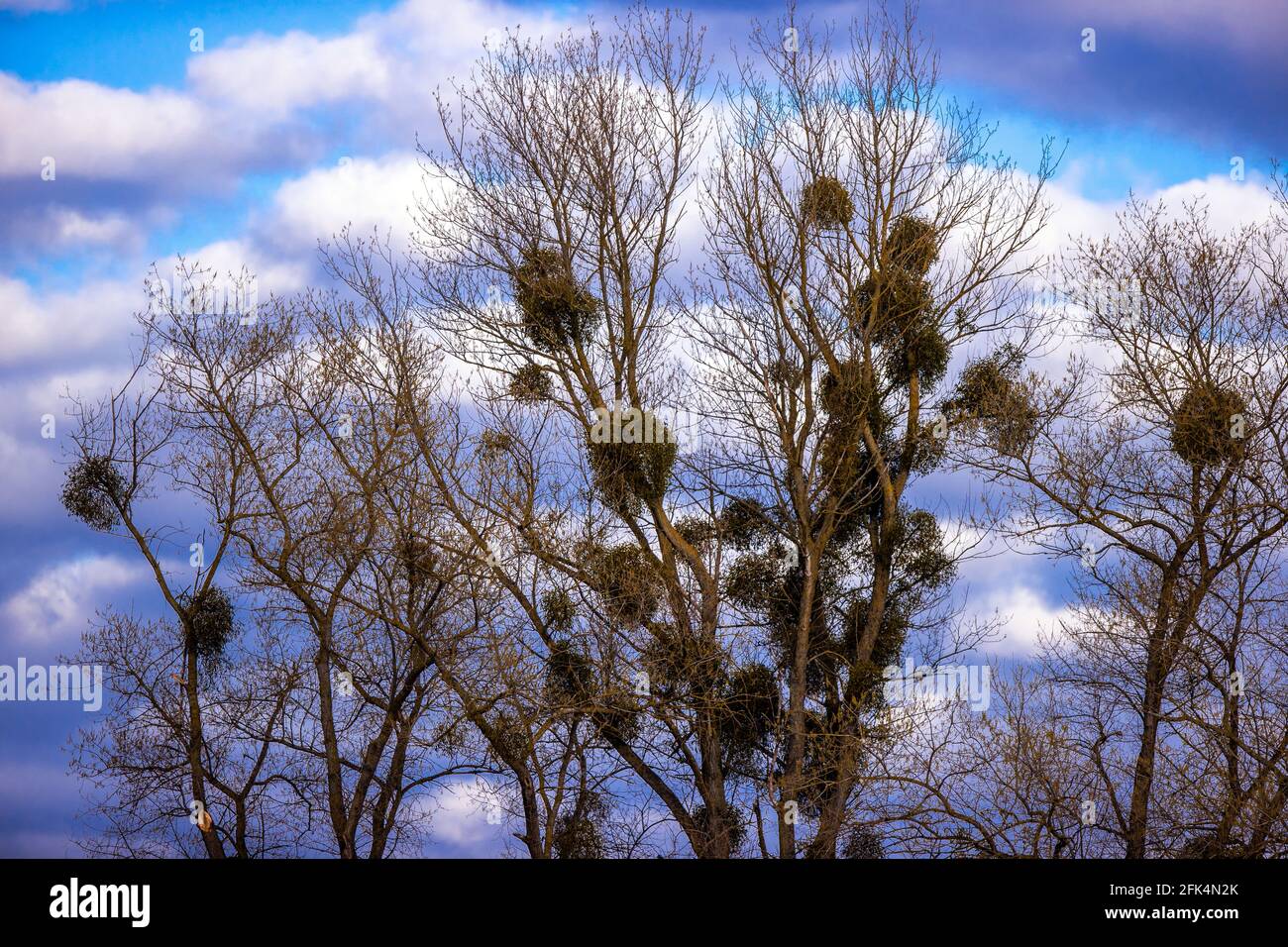 Friedrichsmoor, Germany. 26th Apr, 2021. Mistletoe growing in the ...
