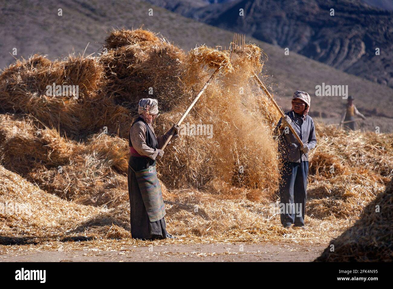 Peasant farmers at harvest time in the countryside near Gyantse in the ...