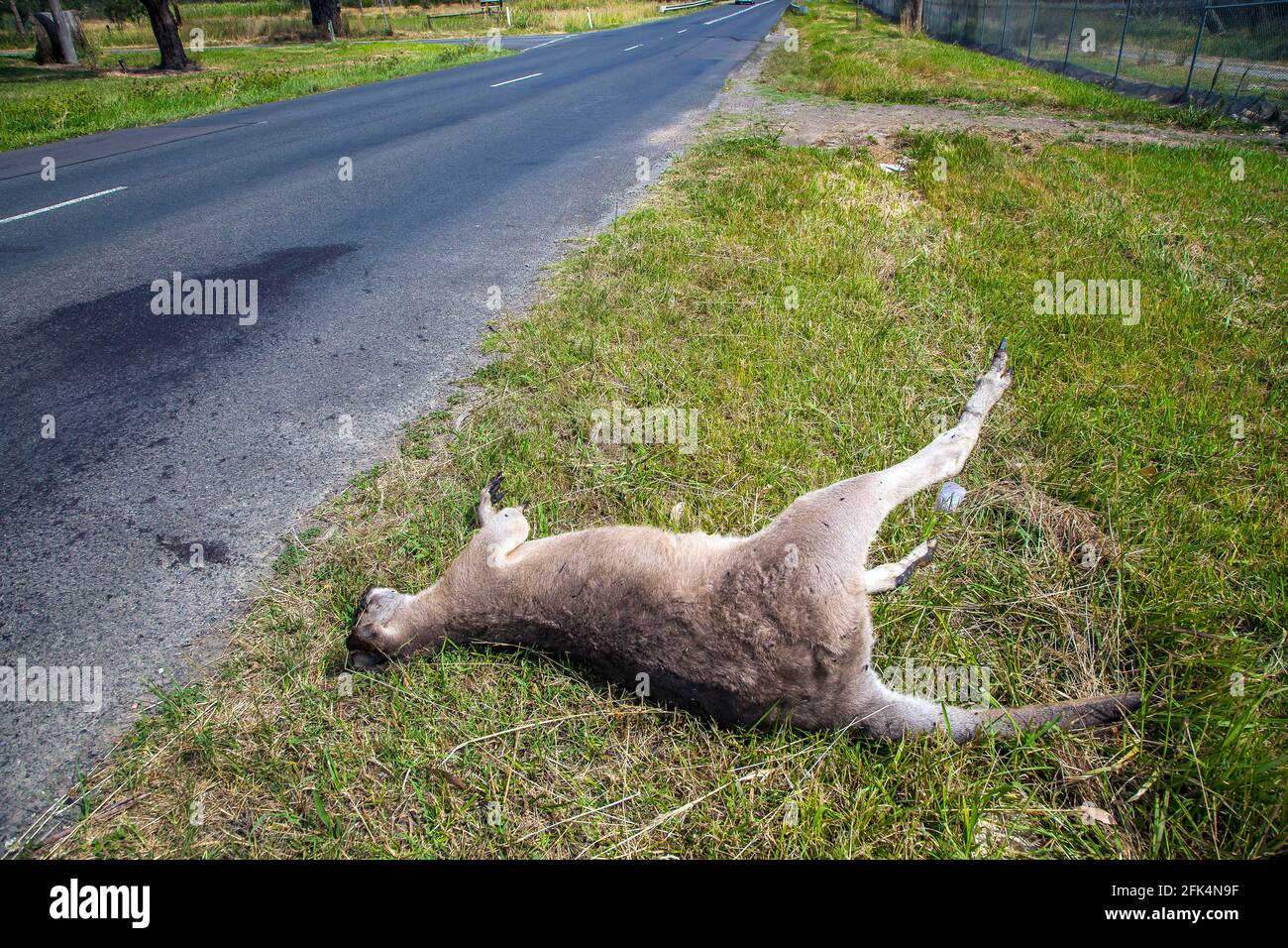 Dead kangaroo hi-res stock photography and images - Alamy