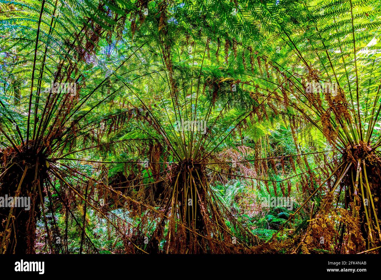 Tree Ferns in the Dandenong Ranges National, Park, Victoria, Australia ...