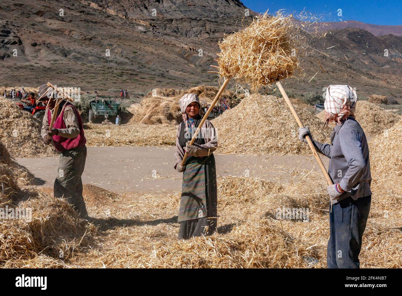 Peasant farmers at harvest time in the countryside near Gyantse in the ...