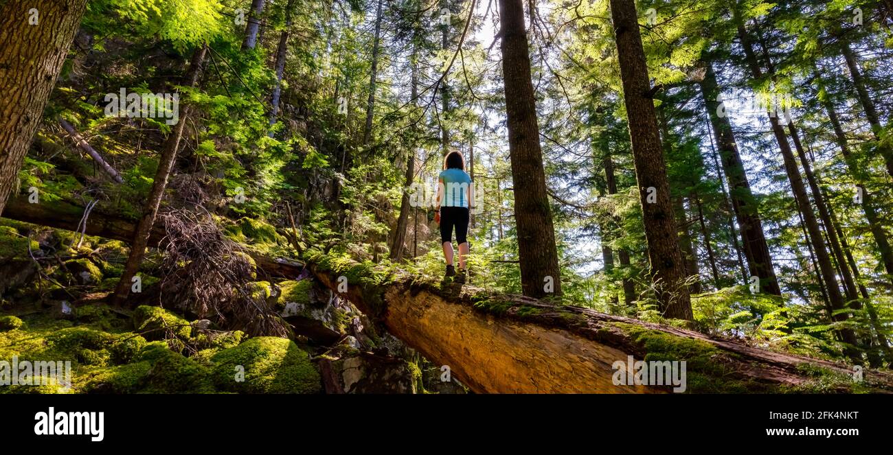 Adventurous Woman hiking on a fallen tree in a beautiful green rain ...