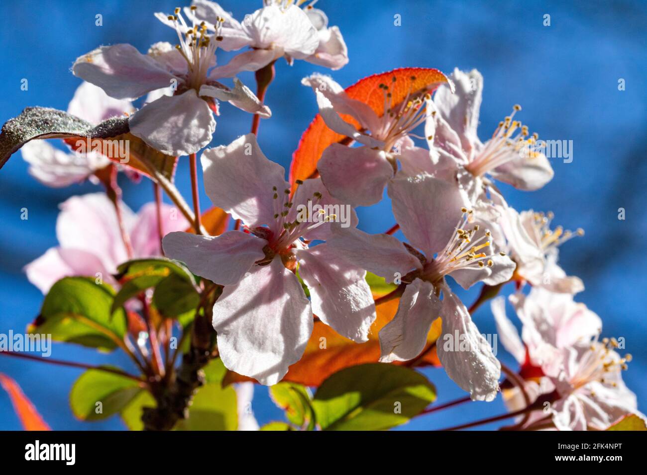 Life cycle of apple tree hi-res stock photography and images - Alamy