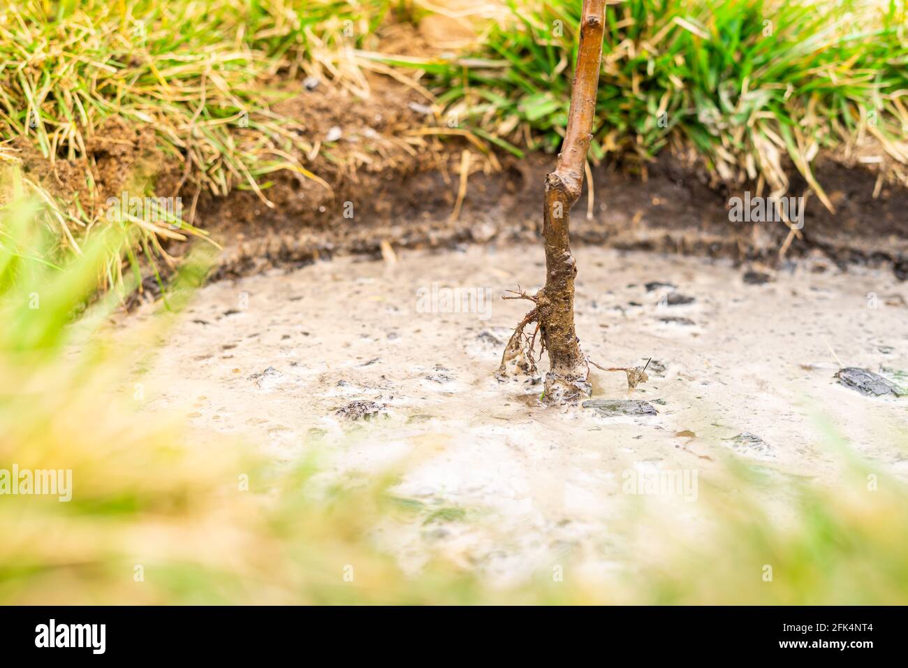 Watering planted tree garden hi-res stock photography and images - Alamy