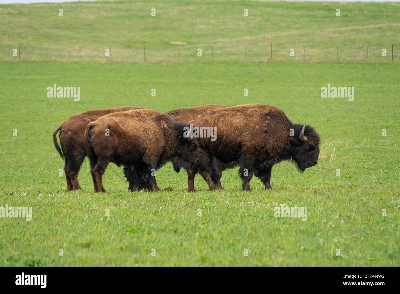 Buffalo in open grass field on a beautiful Spring day. Nachusa ...