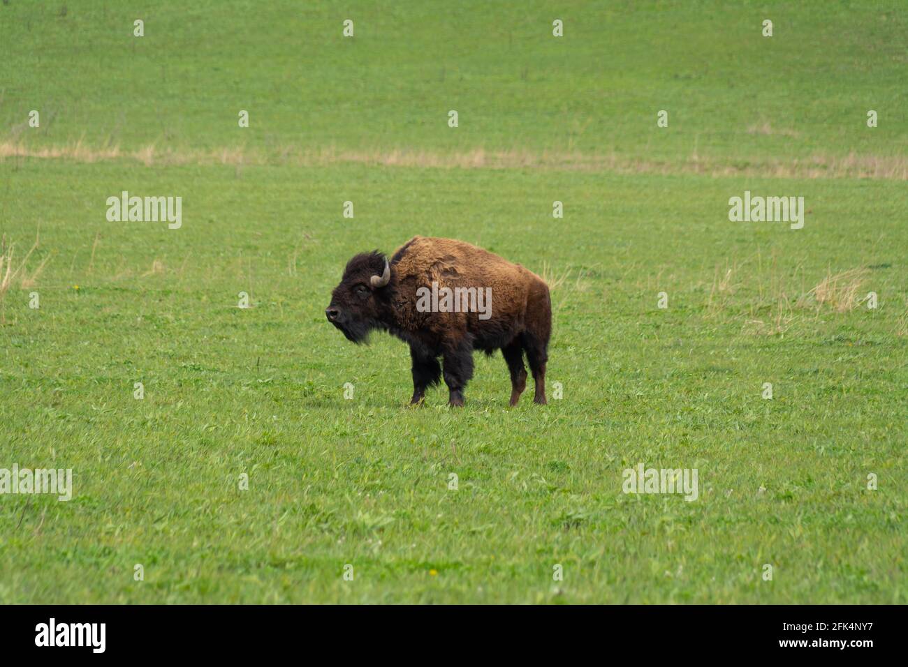 Nachusa illinois hi-res stock photography and images - Alamy