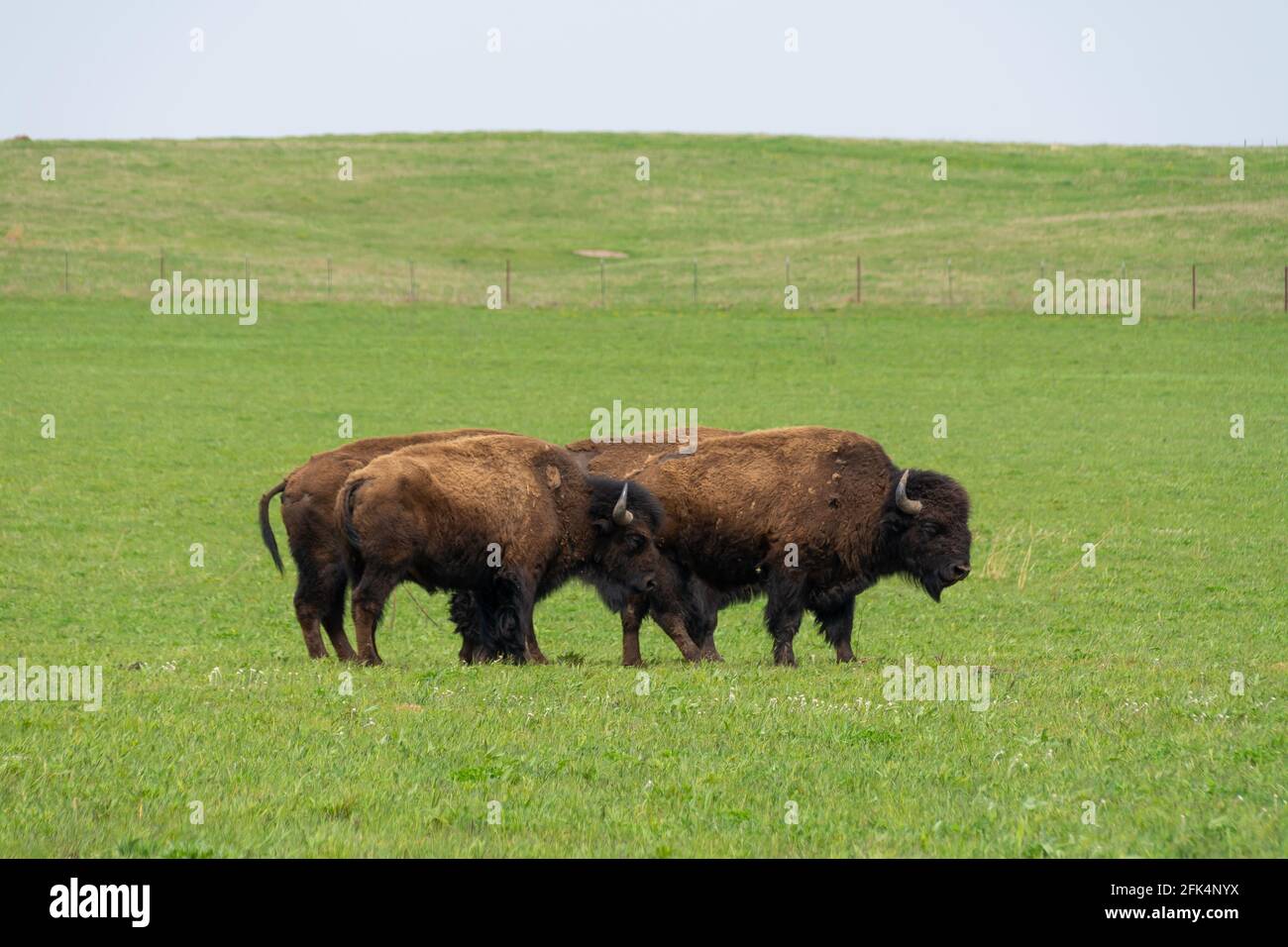 Buffalo in open grass field on a beautiful Spring day. Nachusa ...