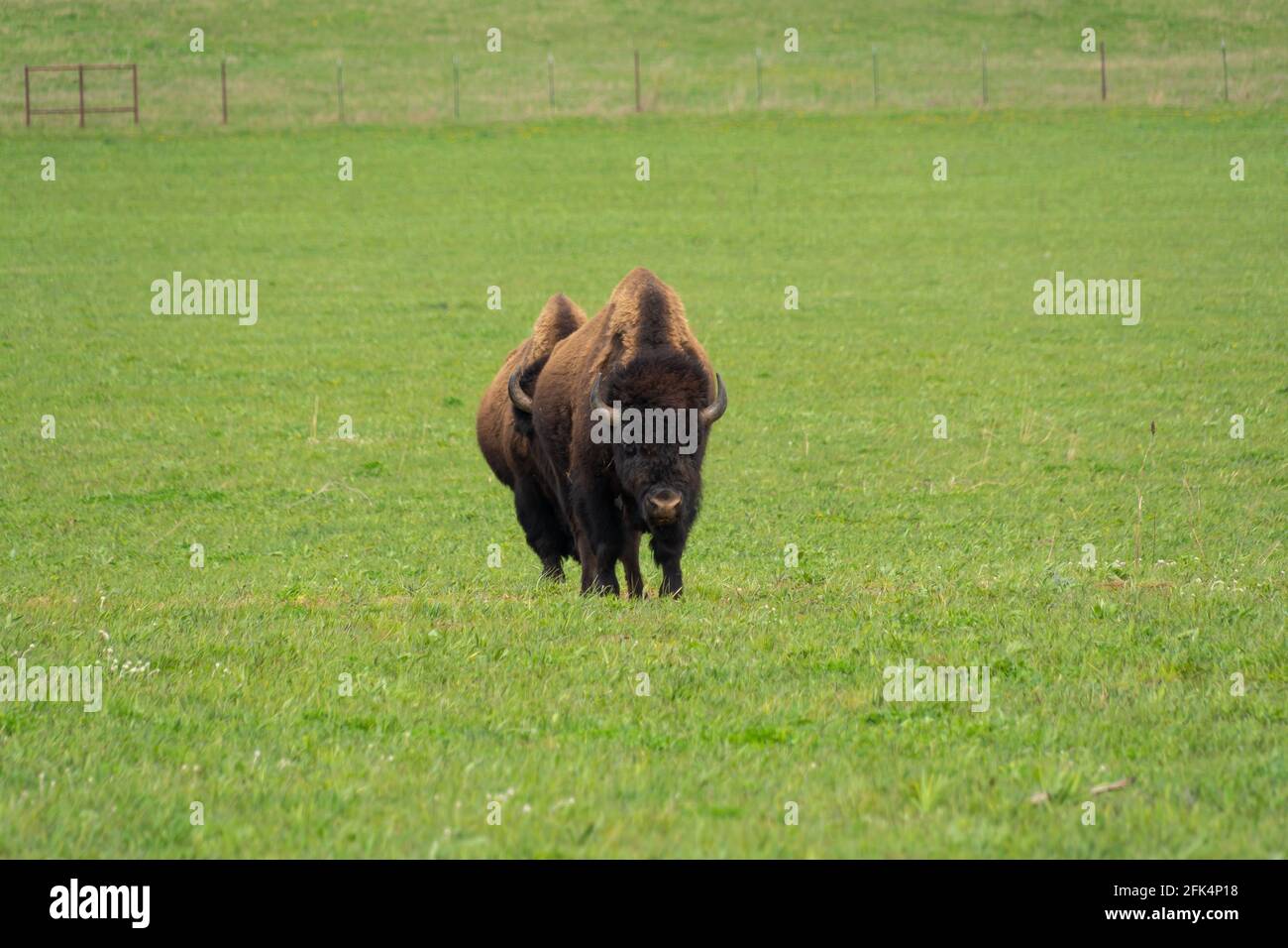 Buffalo in open grass field on a beautiful Spring day. Nachusa ...