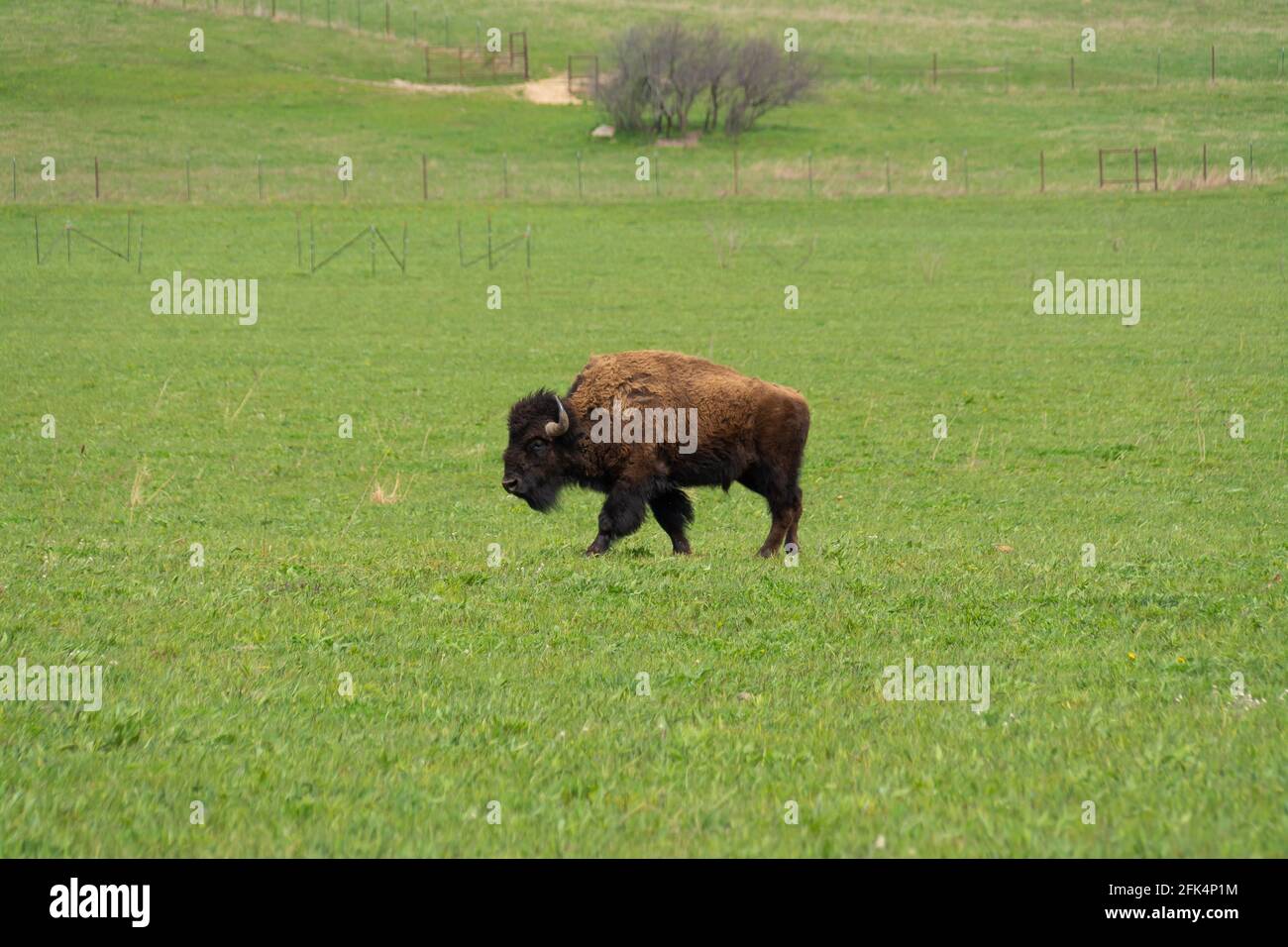 Buffalo in open grass field on a beautiful Spring day. Nachusa ...