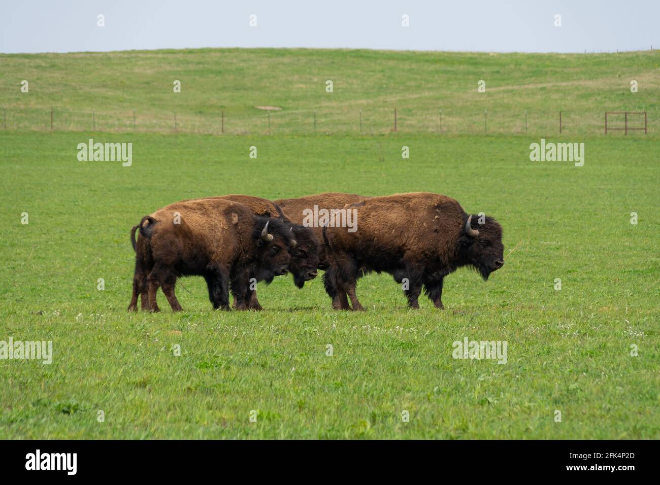 Buffalo in open grass field on a beautiful Spring day. Nachusa ...